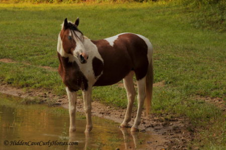 Yuwipi - Hidden Cave Curly Horses